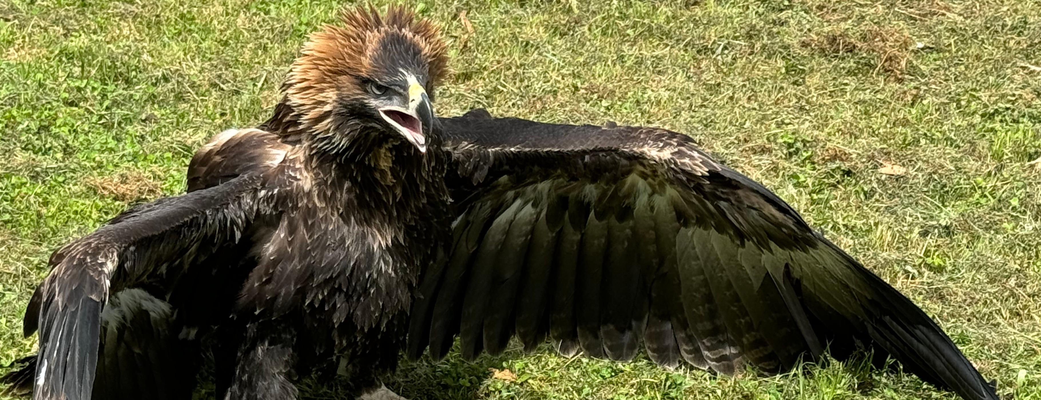 GiveNow - X-ray machine