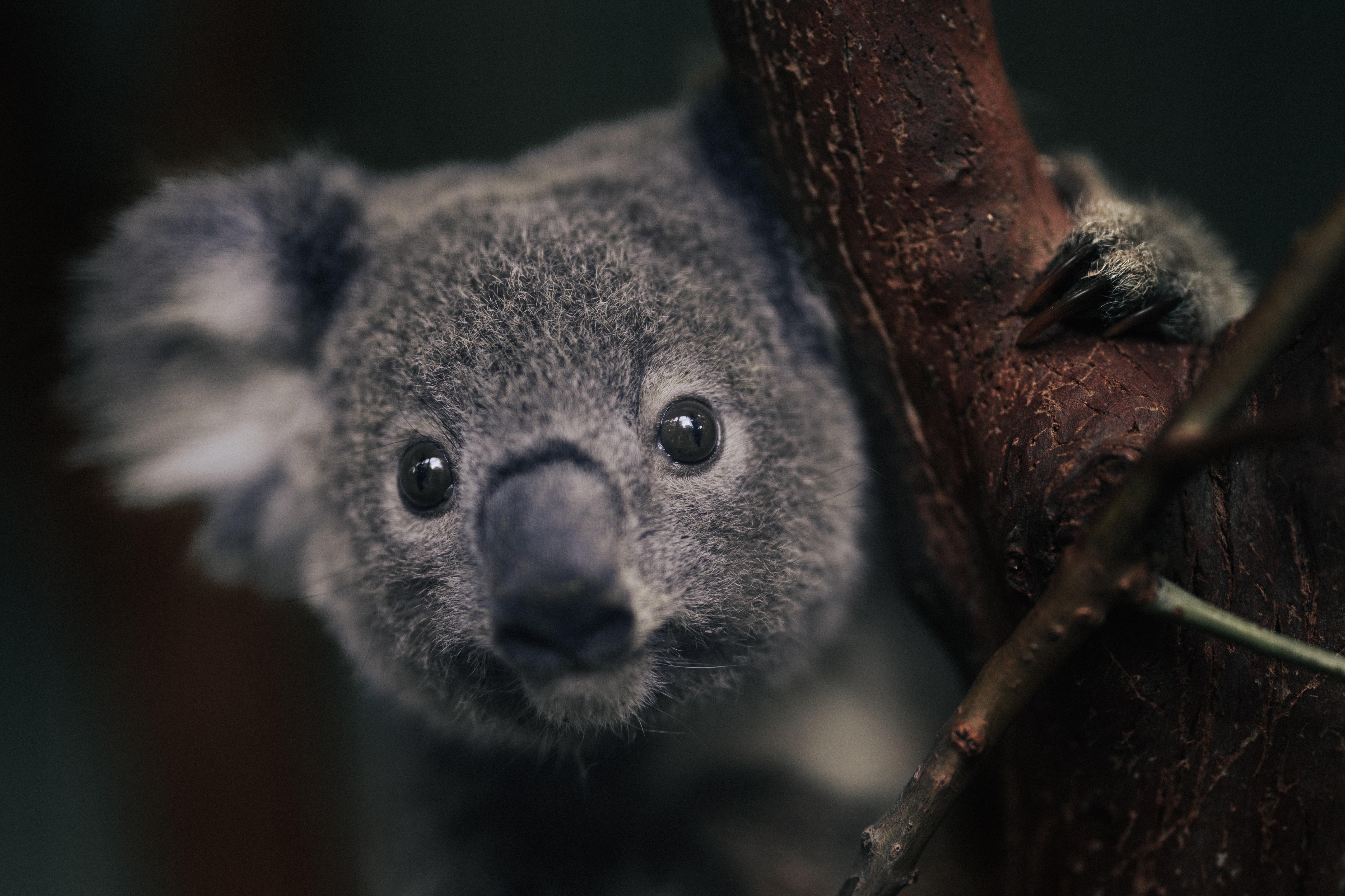 GiveNow - Australian Geographic Society