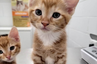 GiveNow - RSPCA Darwin Multipurpose Facility